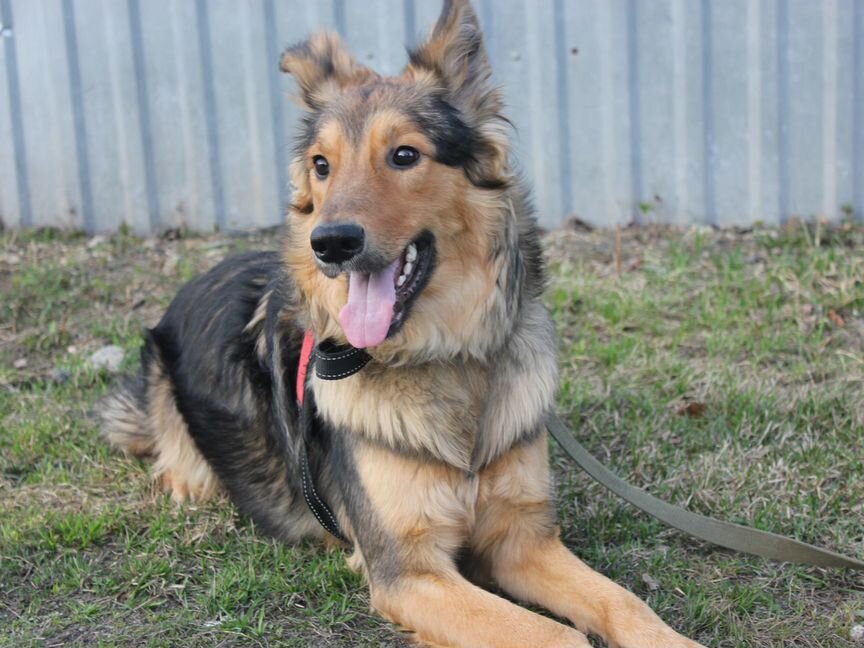 Пристраиваем в заботливые руки