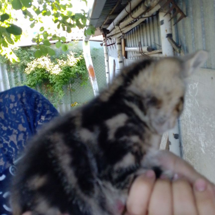 Кошки