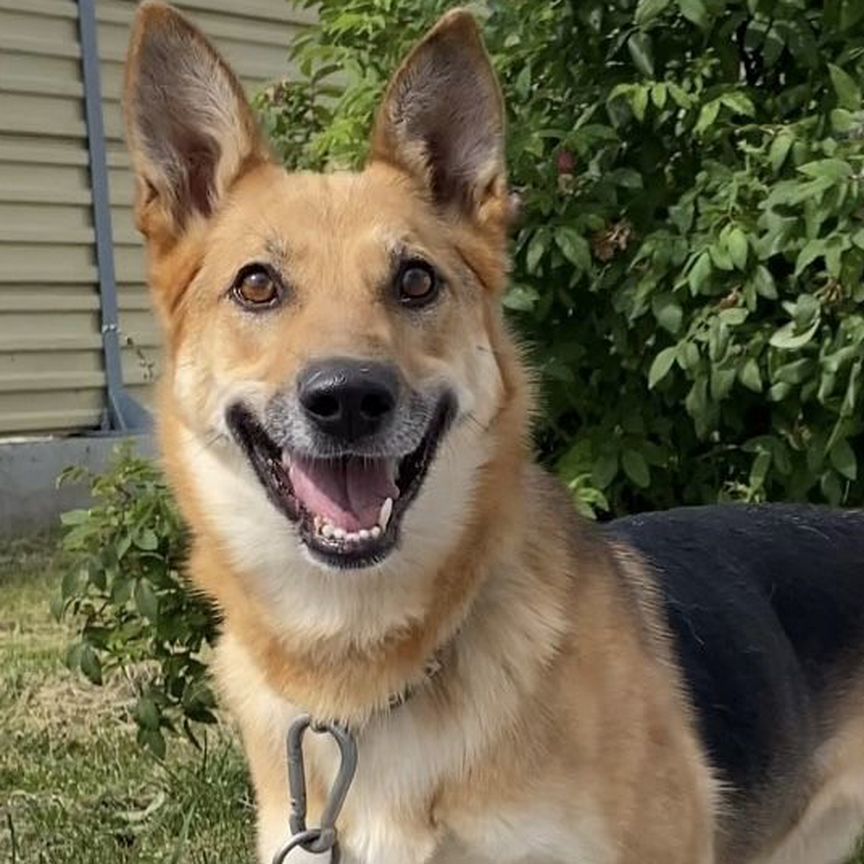 Взрослая собака в добрые руки