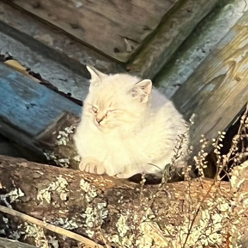 Котята замерзают