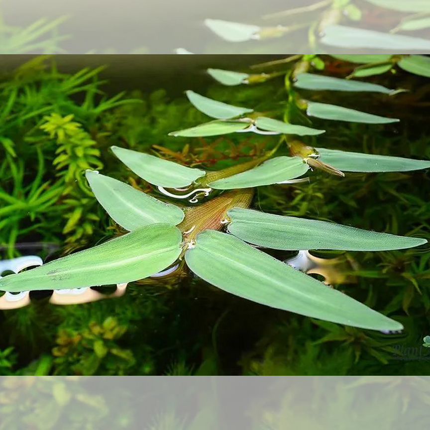 Плавающие водоросли Гигрориза Аристата