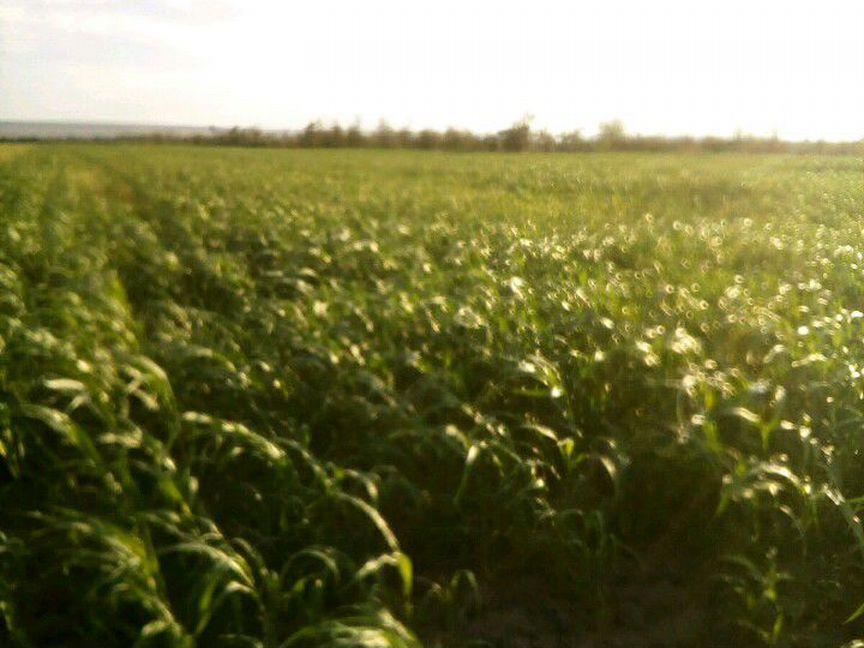 Суданка многолетняя семена