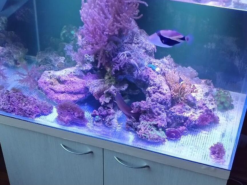 Морской аквариум с тумбой, рыбками и кораллами