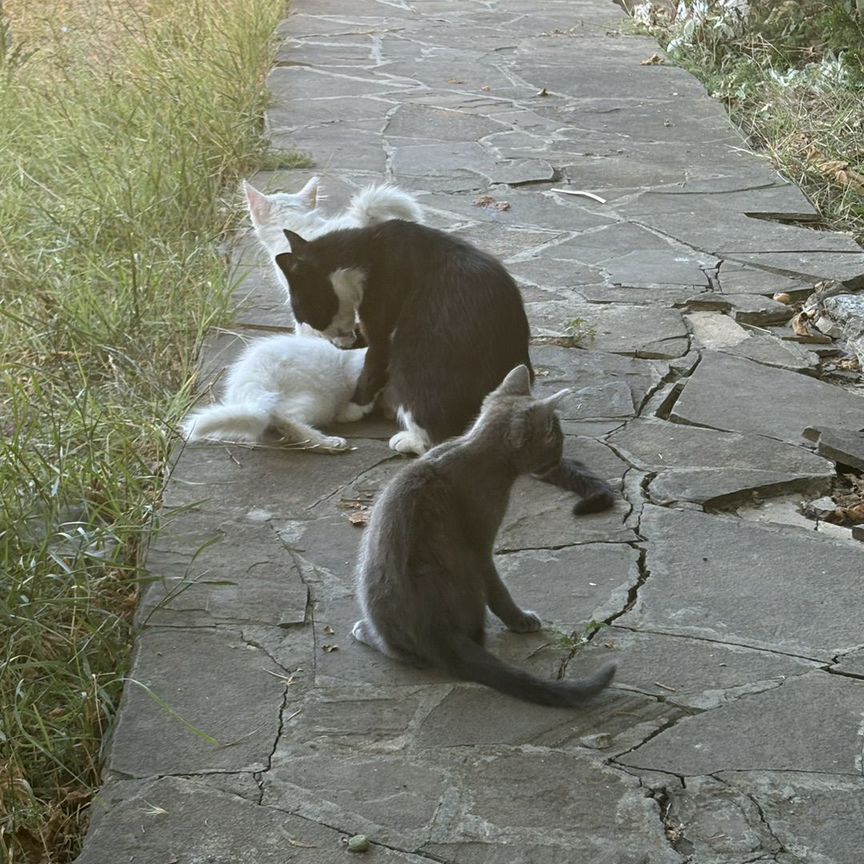Котята в добрые руки
