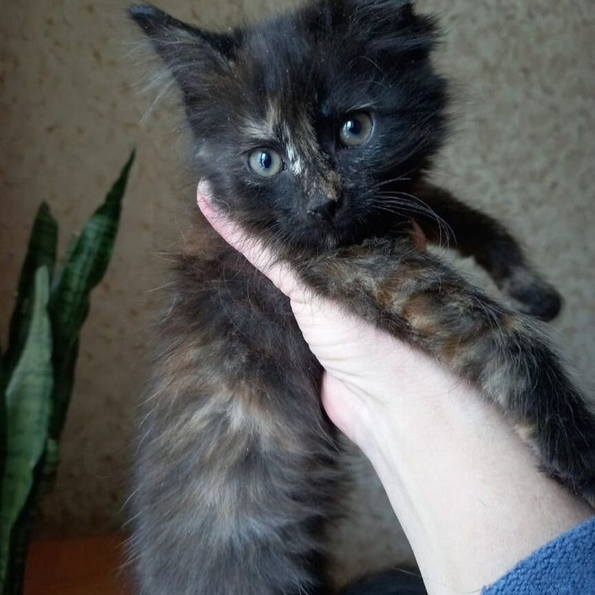 Лапка 2.5 месяца заботливым людям