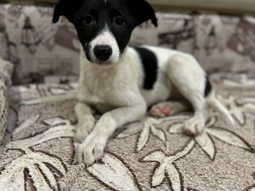 Щенок от маленькой собачки