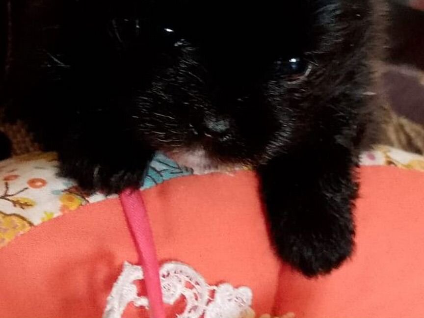 Померанский шпиц мини