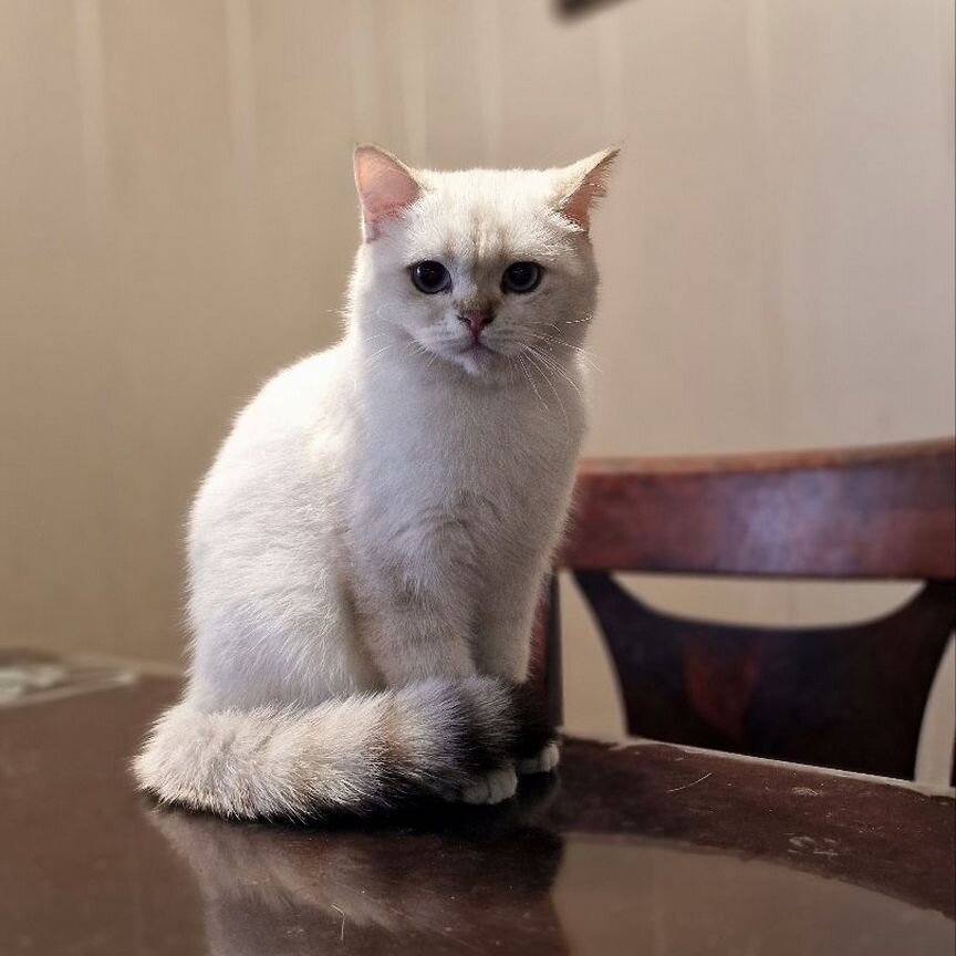 Котенок девочка