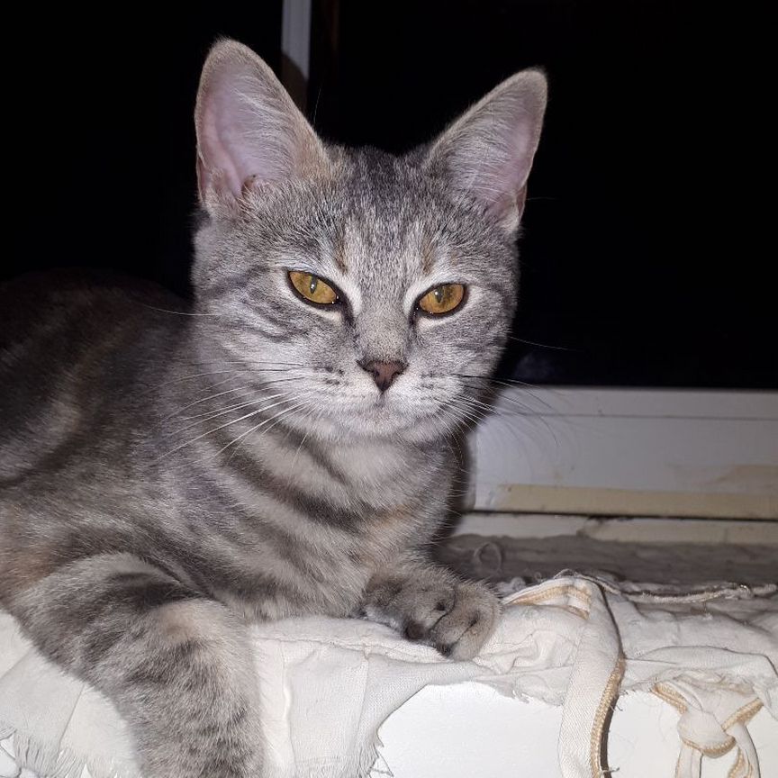 Киса в поиске дома