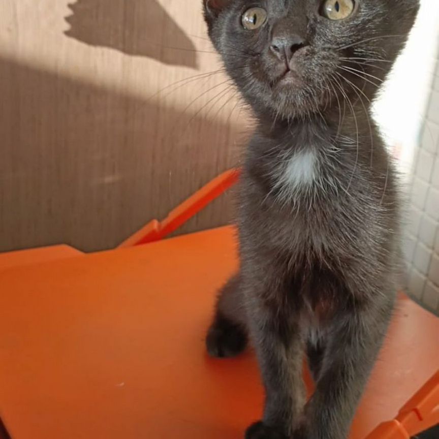 Котёнок