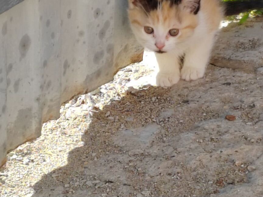 Котенок от мамы британки