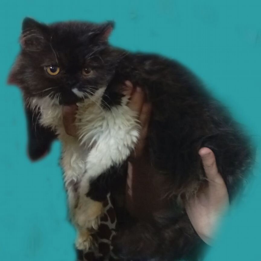 Персидские котята