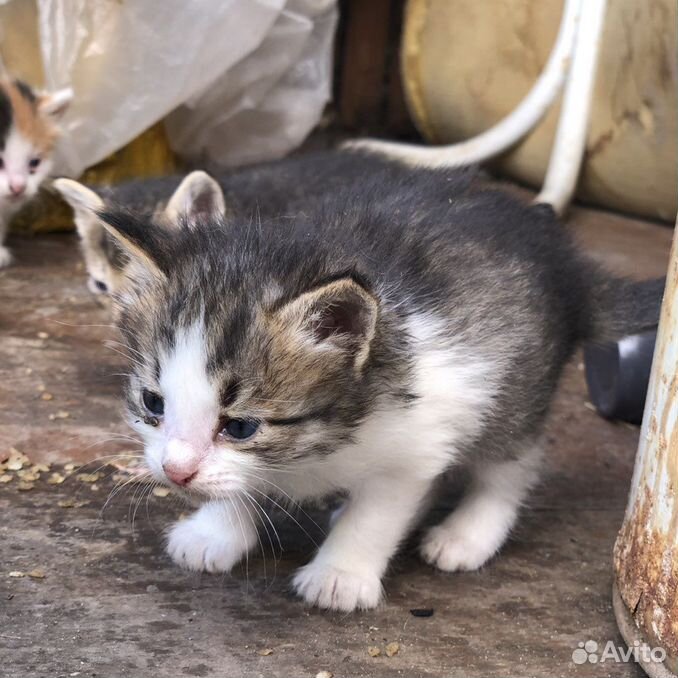 Самые милые котята