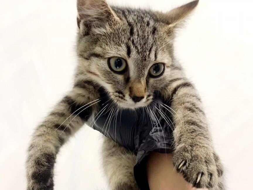 Котенок Юпитер ищет дом