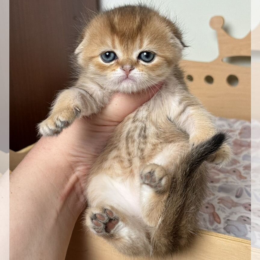 Шотландский вислоухий короткошёрстный котёнок