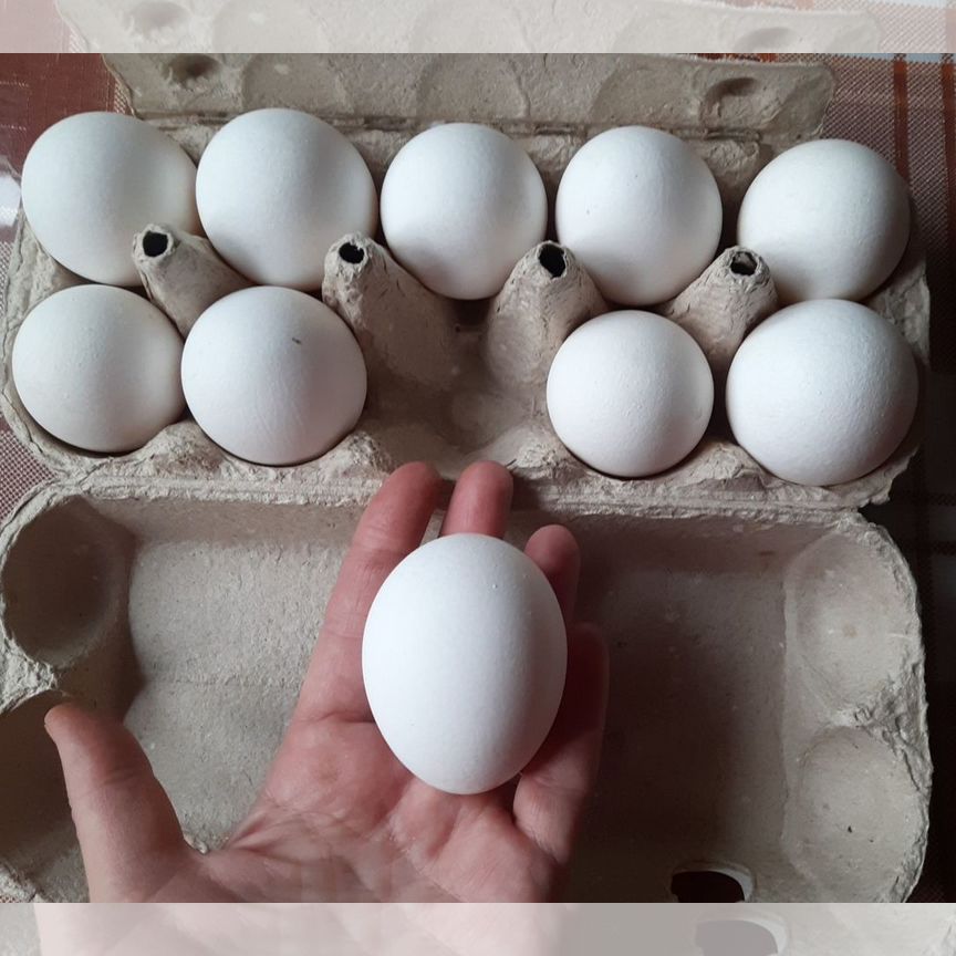 Домашние куриные яйца