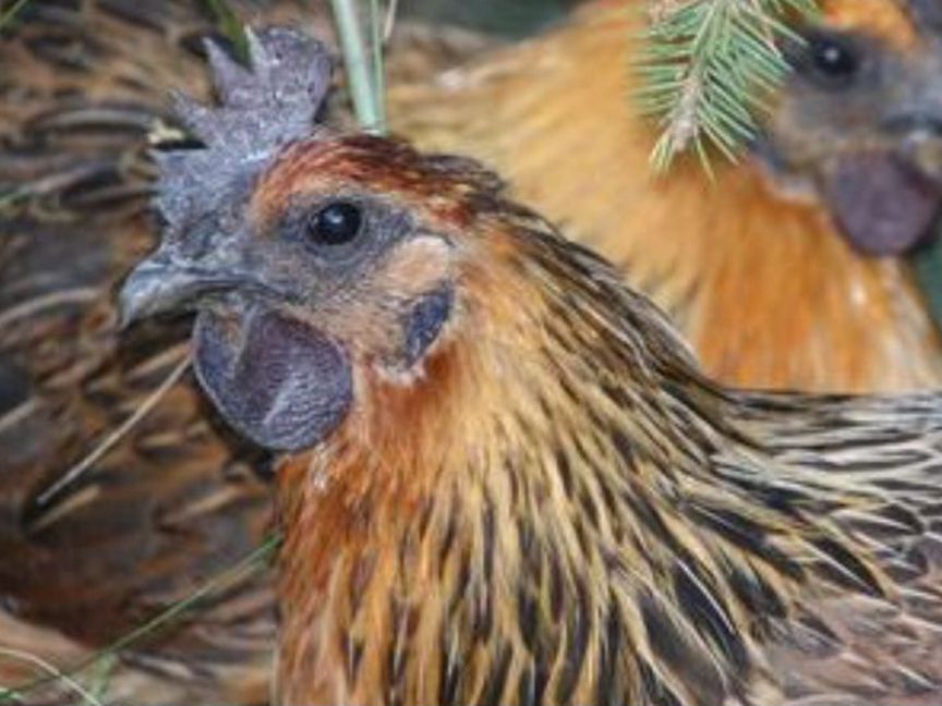 Лакеданзи яйцо, цыплята