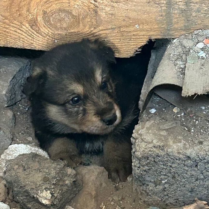 Погибают щенки