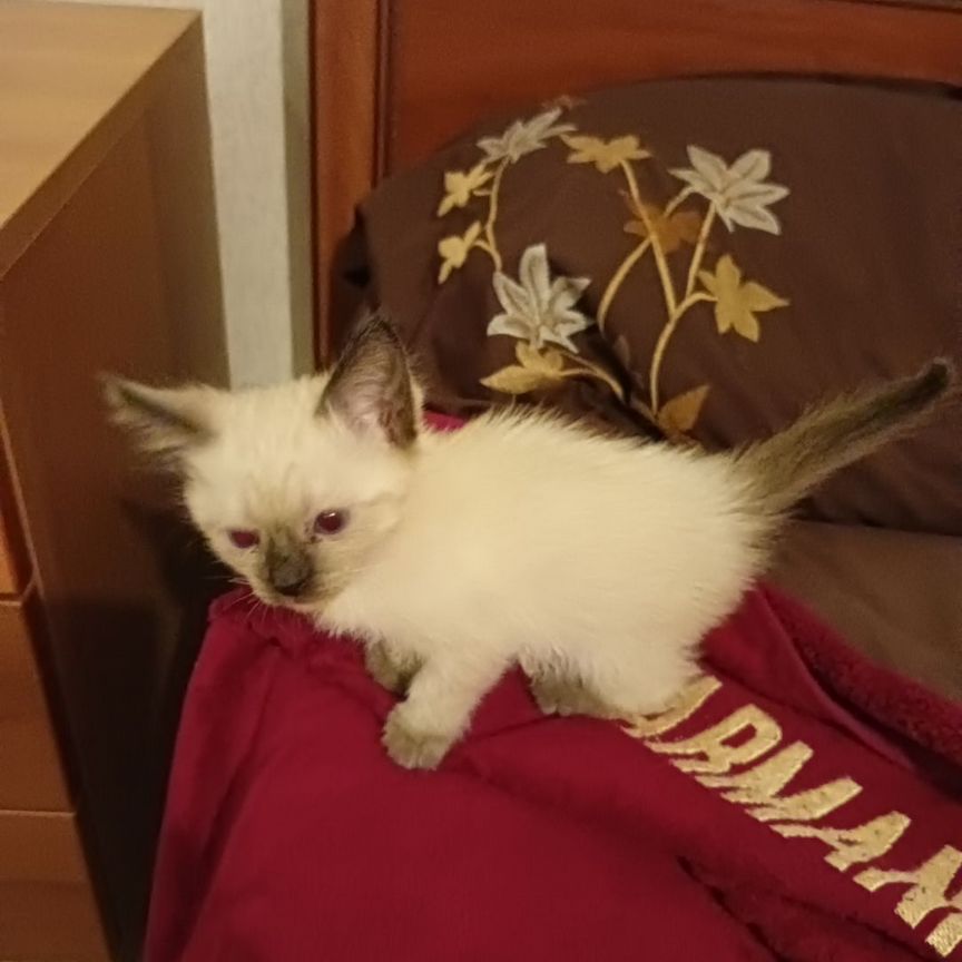 Сиамский кот