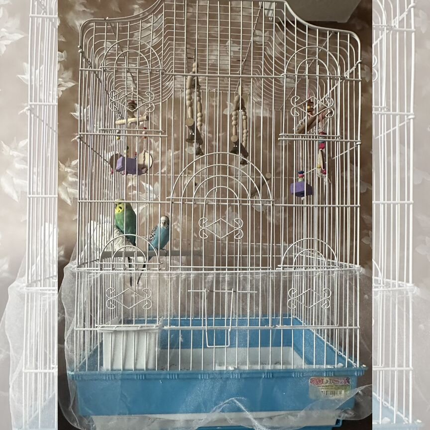 Попугай с клеткой