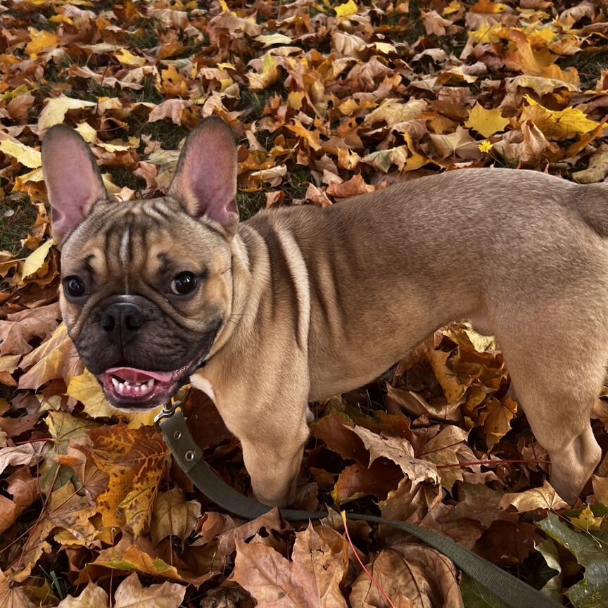 Французский бульдог, взрослый пёс