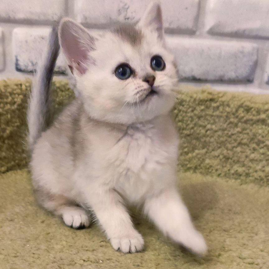 Шотландские котята