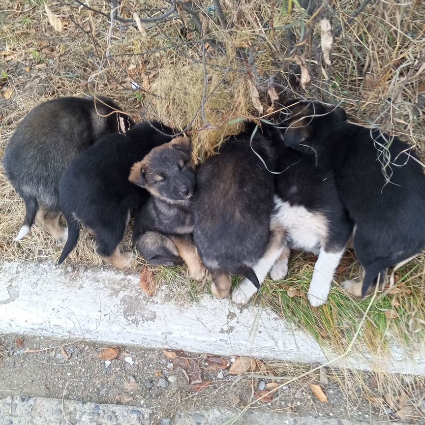 Отдам щенков в добрые руки бесплатно