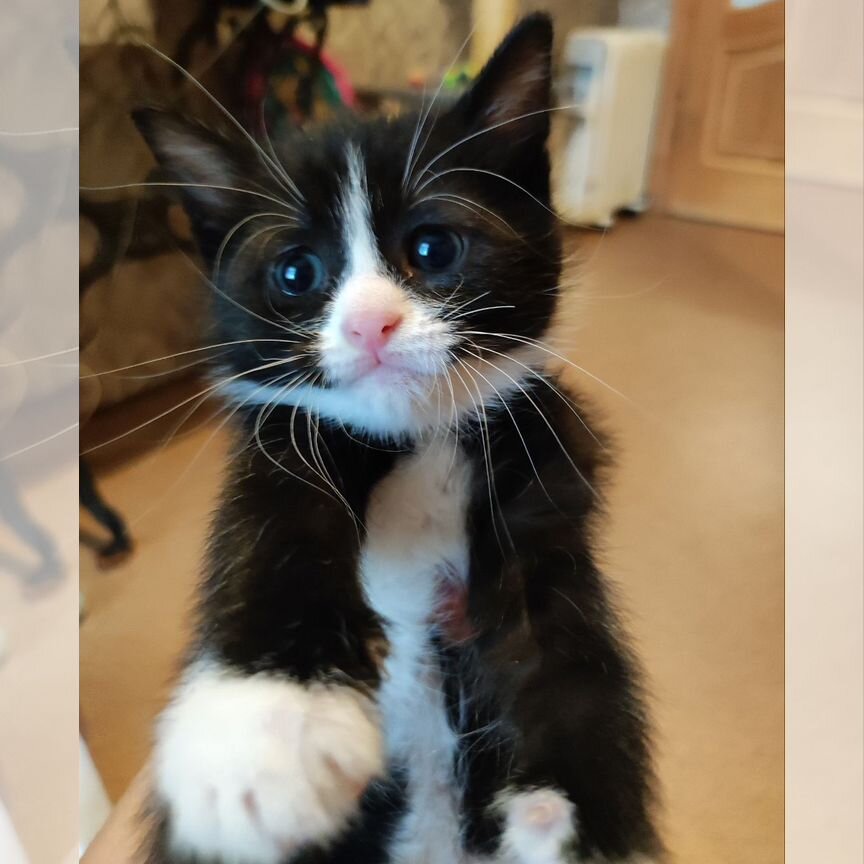 Котёнок в добрые руки