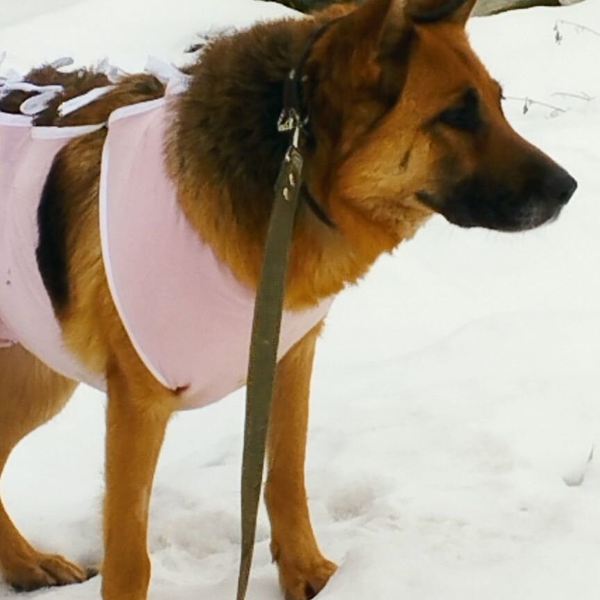 Собака в добрые руки