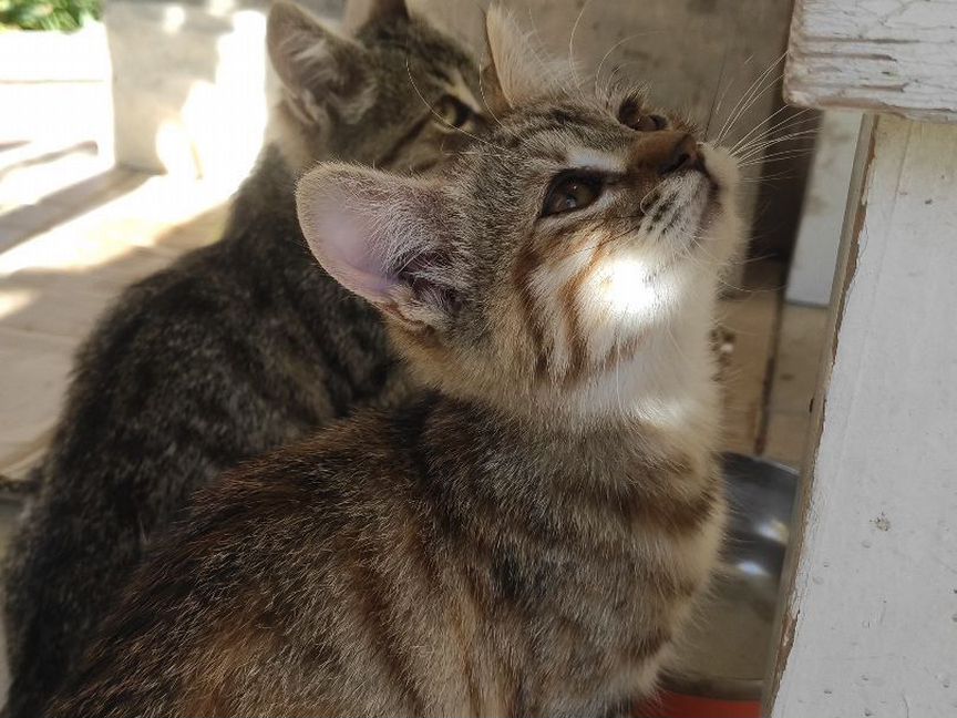 Котята в добрые руки