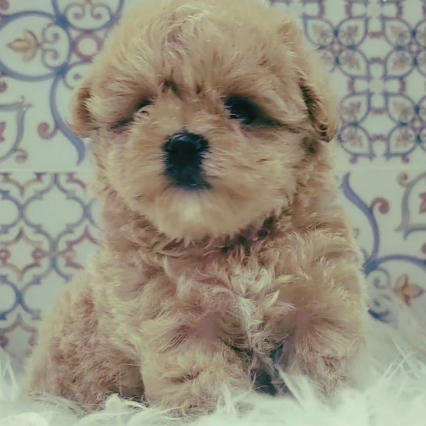 Мальтипушки резерв