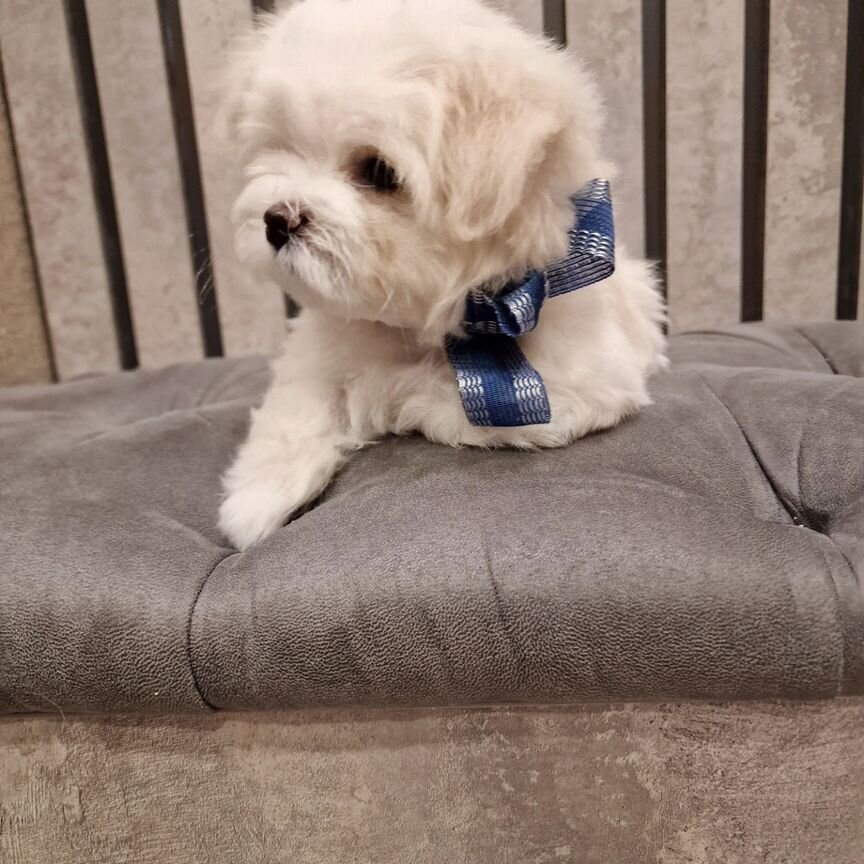 Щенок мальтезе