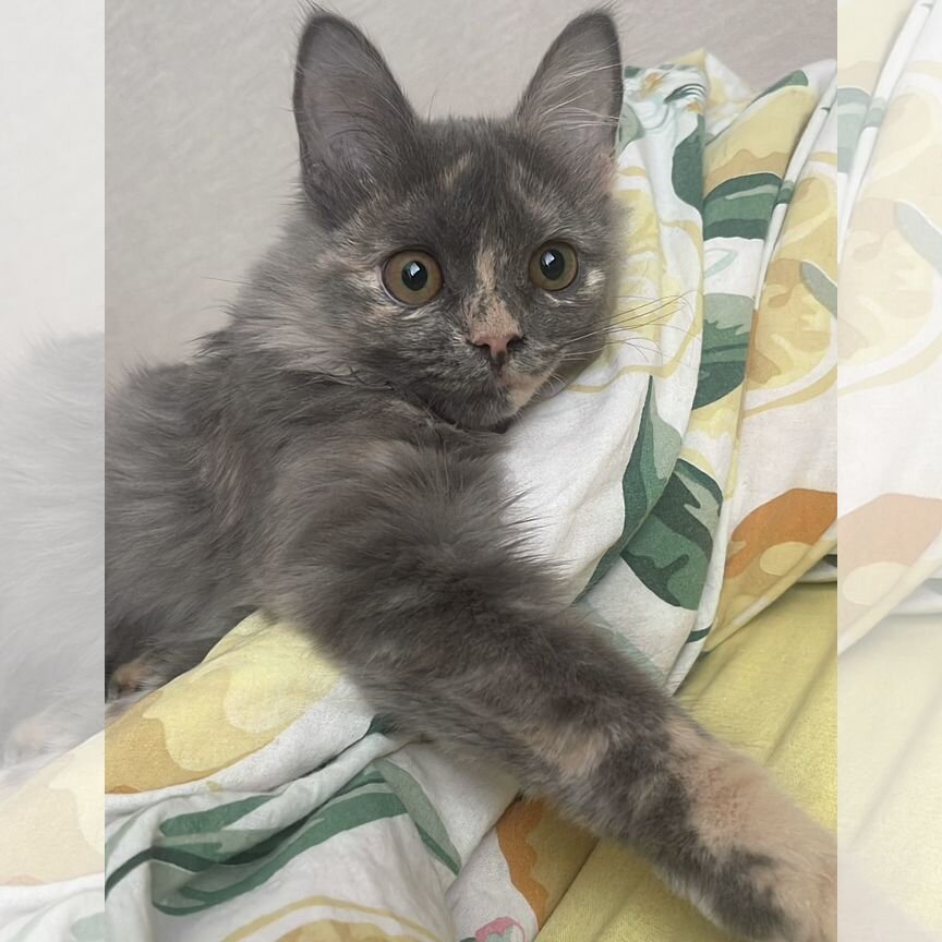 Котёнок в добрые руки