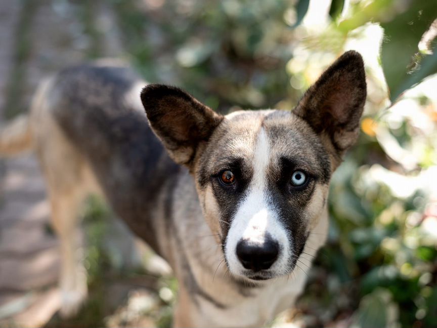 Жозефина метис хаски