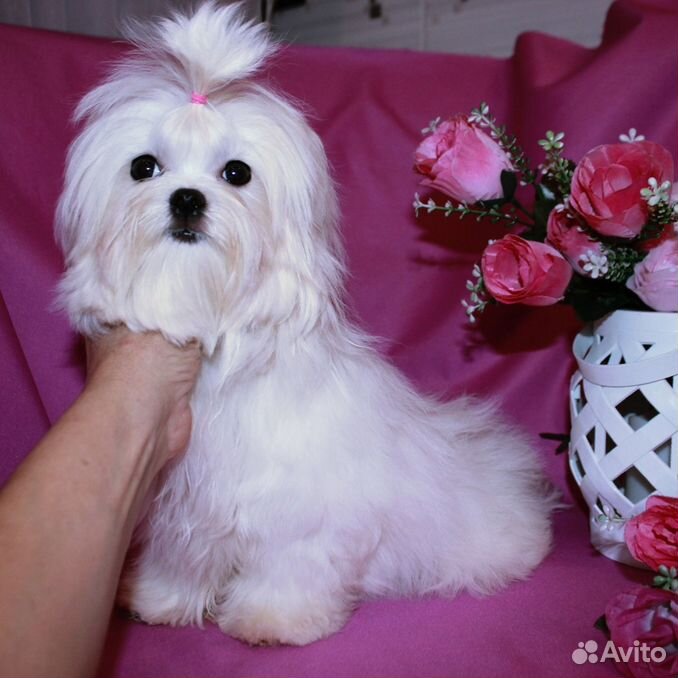 Куколка мальтезе 5 мес