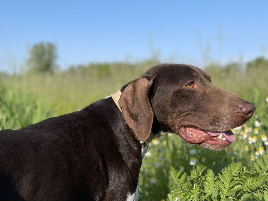 Курцхаар вязка