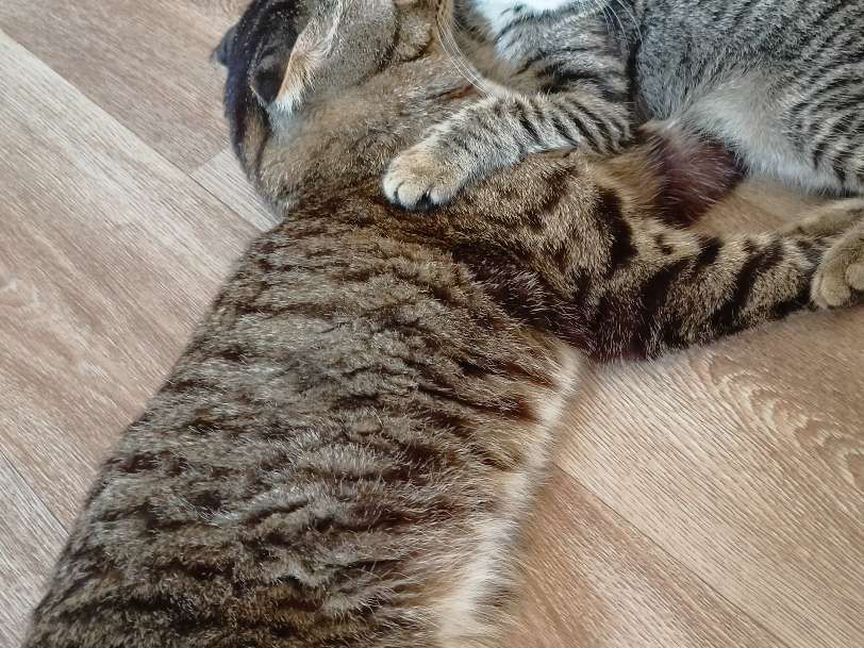 Шотландские вислоухие котята