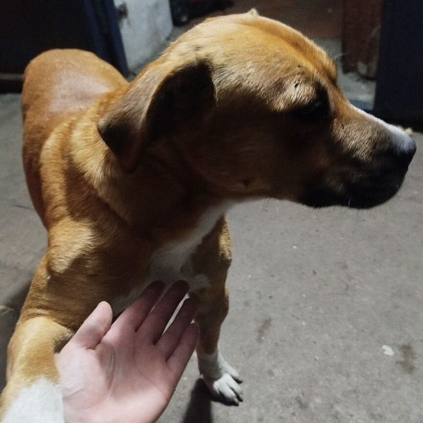 Стаффордширский бультерьер, щенок