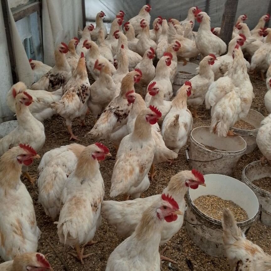 Петушки на мясо