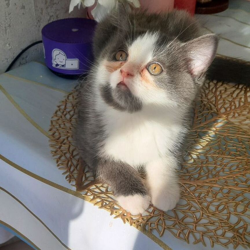 Котёнок