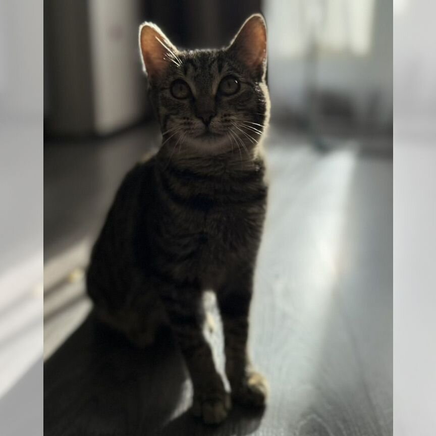 Котенок мальчик гладкошерстный