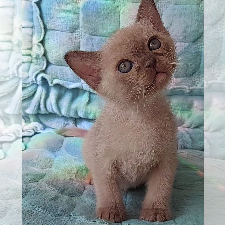 Европейский бурманский котёнок