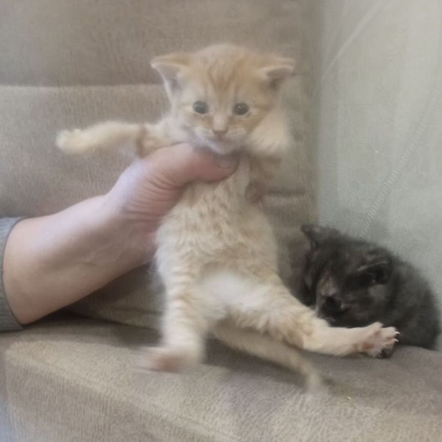 Котёнок от частного владельца