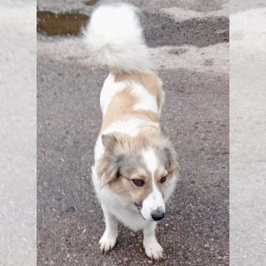 Взрослая собака в добрые руки