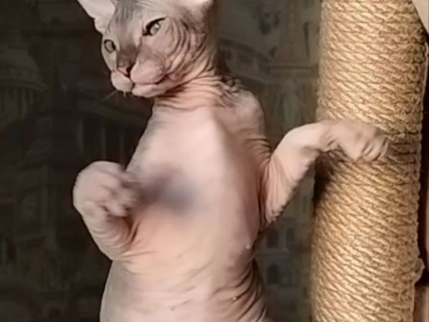 Кошки донской сфинкс