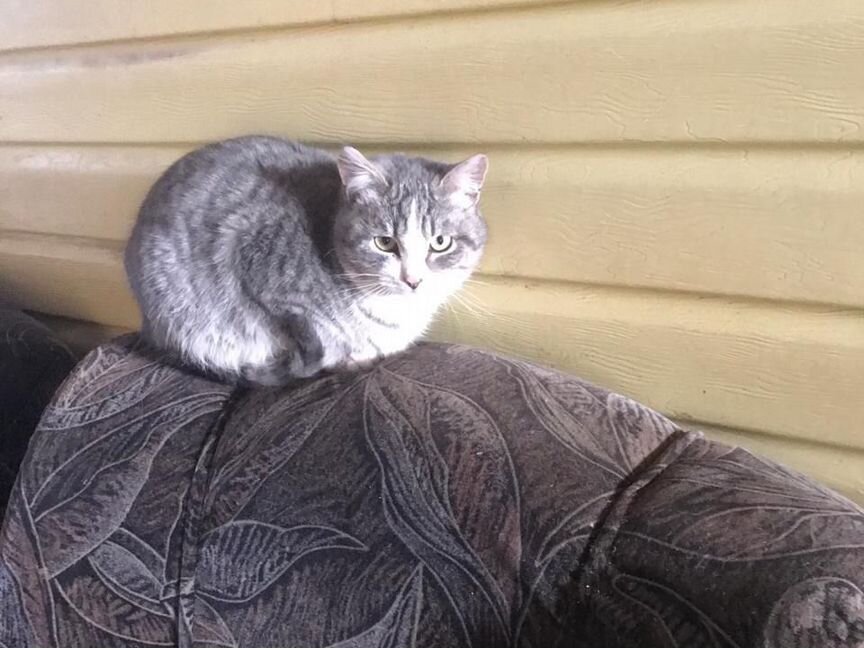 Коты