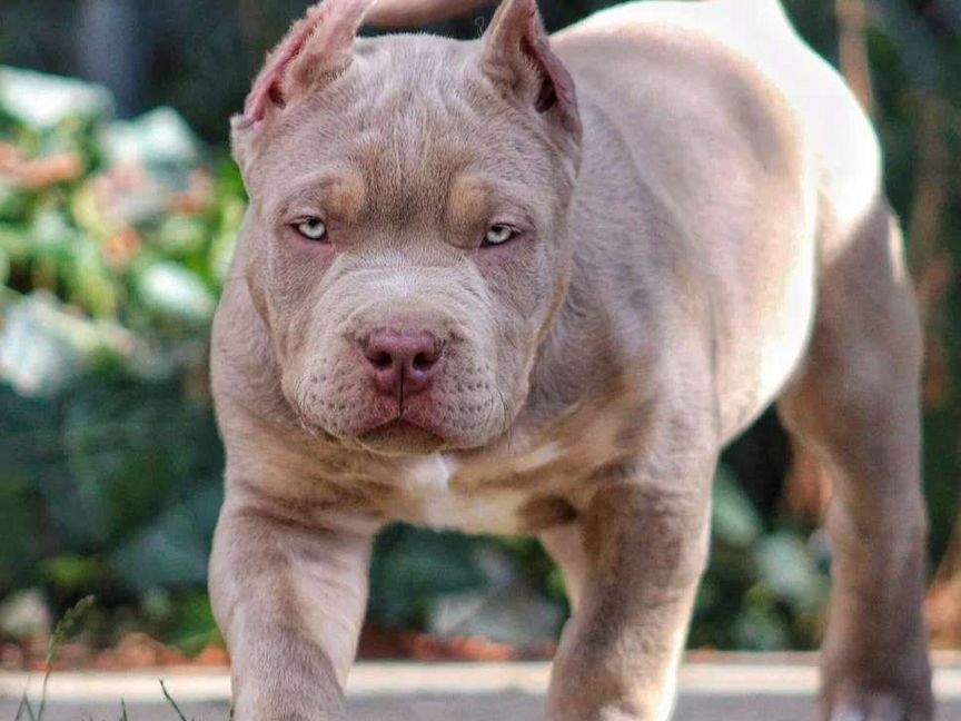 Американский булли