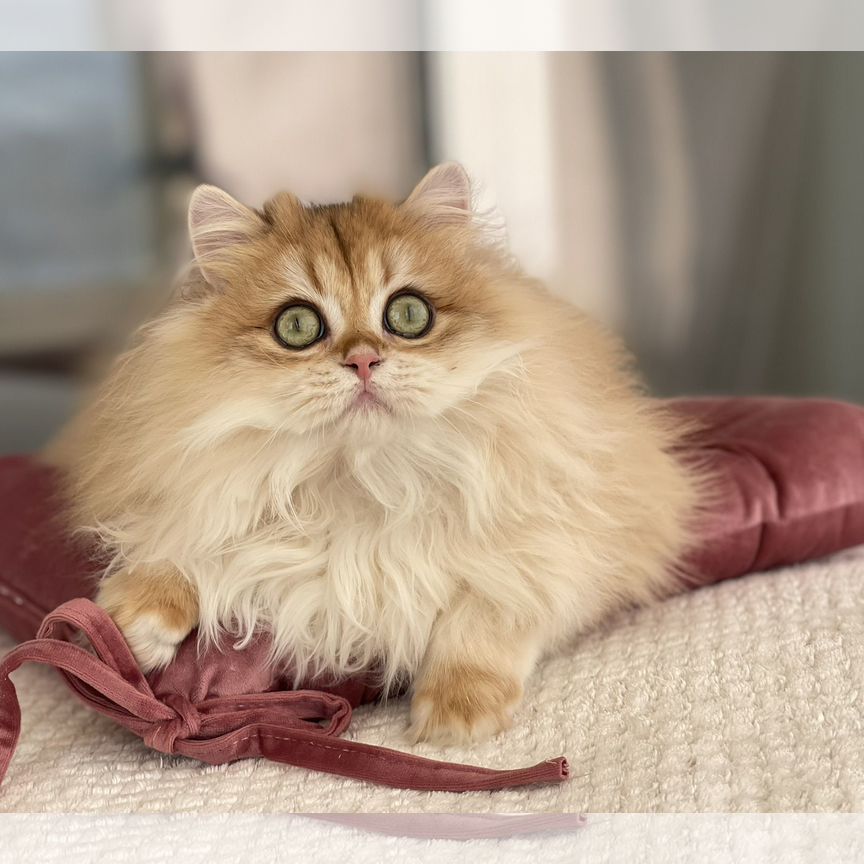 Котята золотая шиншилла