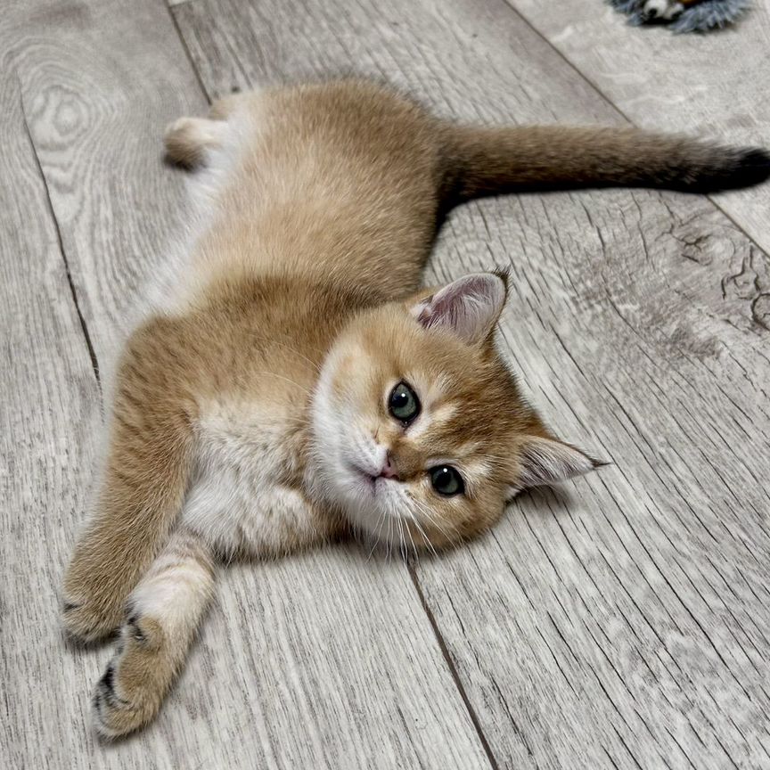 Шотландский прямоухий короткошёрстный котёнок
