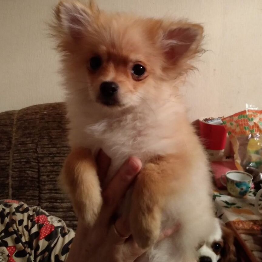 Чихуахуа, щенок